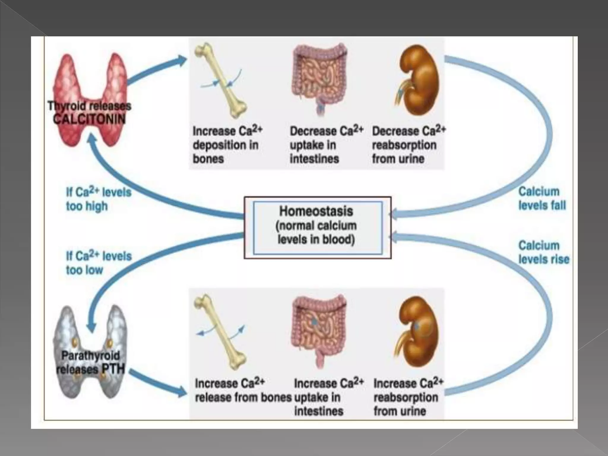 Hyperparathyroidism | PPTX