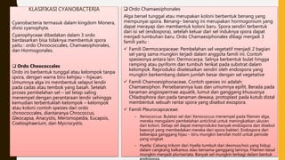 kingdom monera (bakteri & cyanobacteria) | PPTX