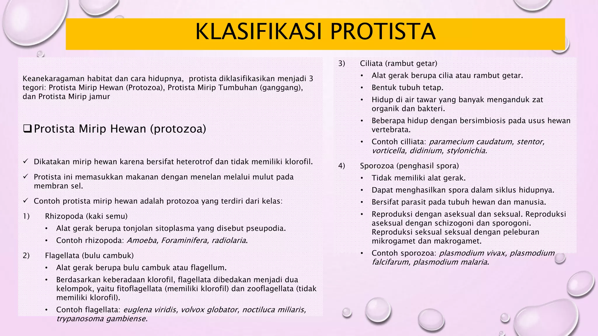 5. protista | PPTX