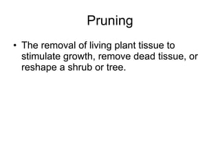 5 20 pruning | PPT