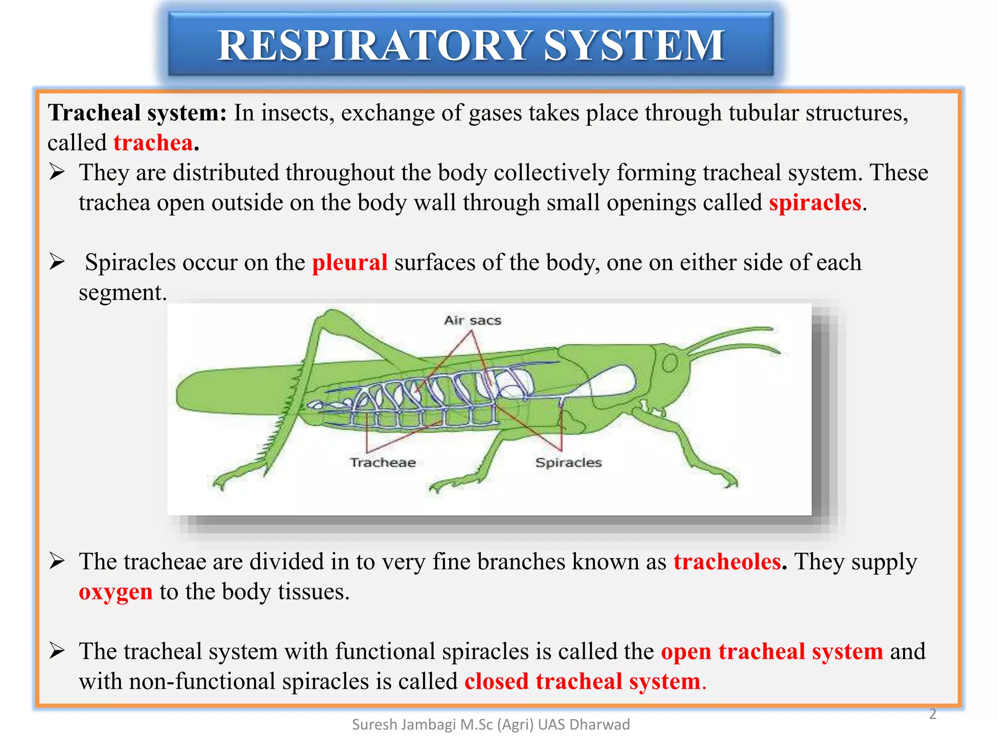 Respiratory system in insect | PPTX