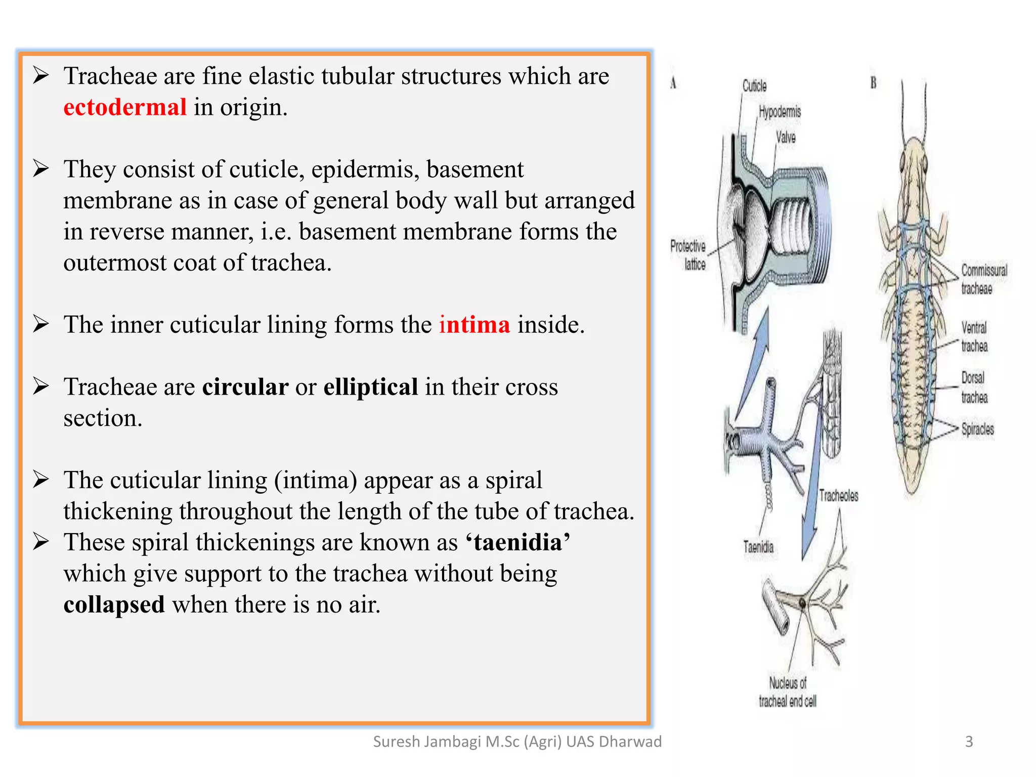 Respiratory system in insect | PPTX
