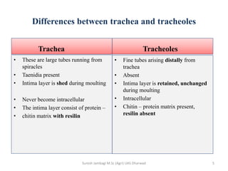 Respiratory system in insect | PPTX