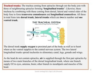 Respiratory system in insect | PPTX