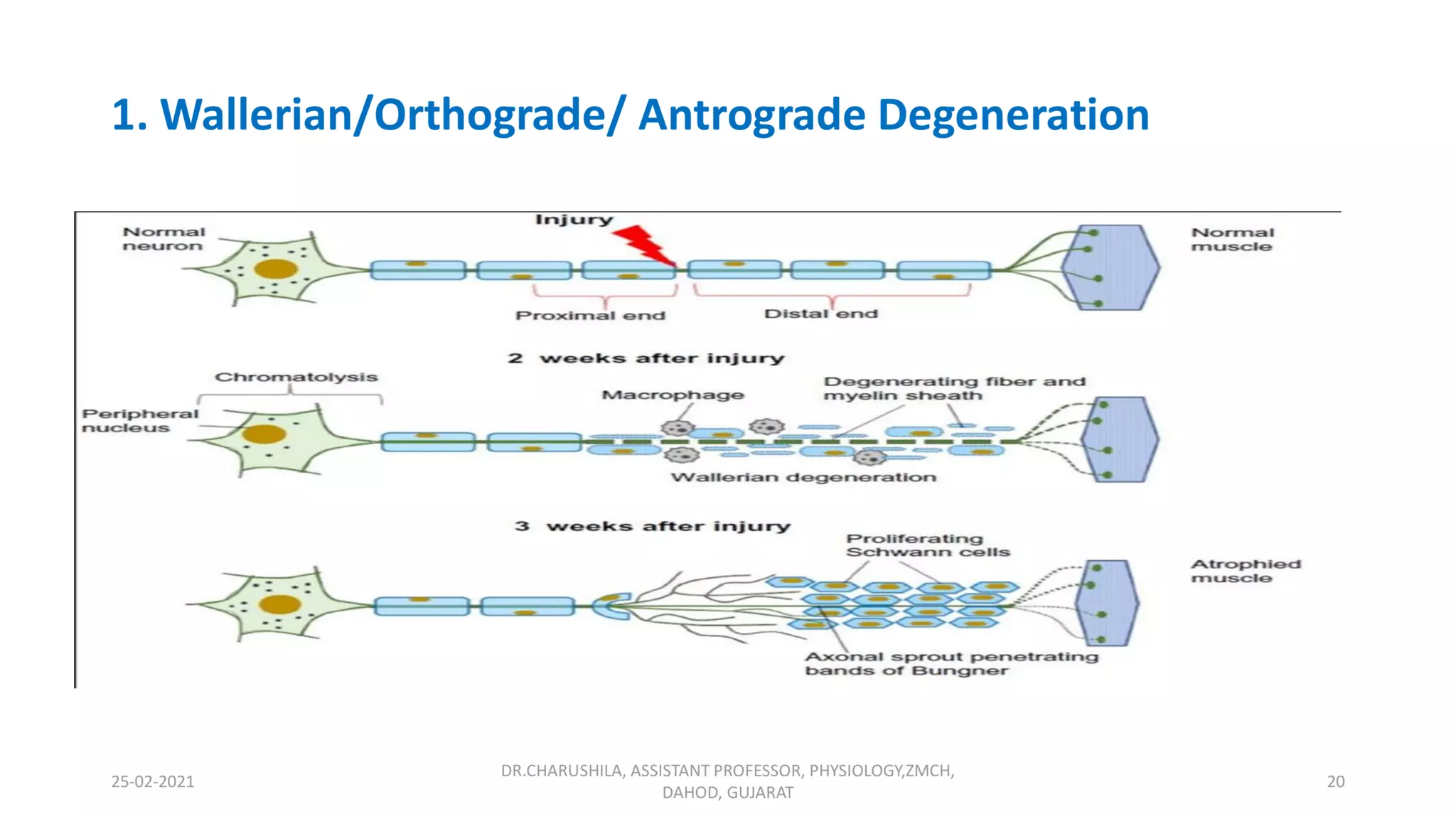 5.Degeneration & regeneration nerves | PDF