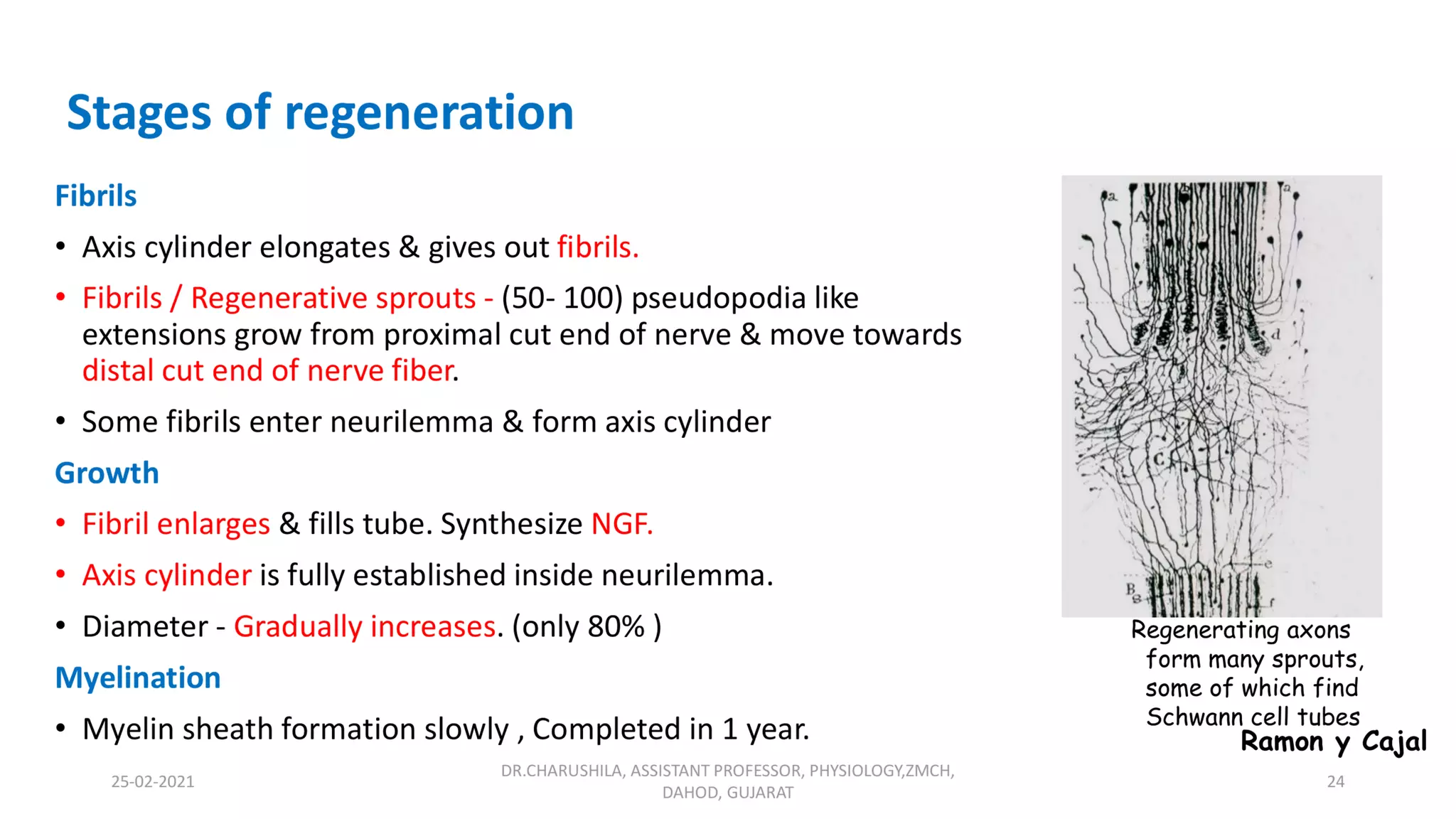 5.Degeneration & regeneration nerves | PDF