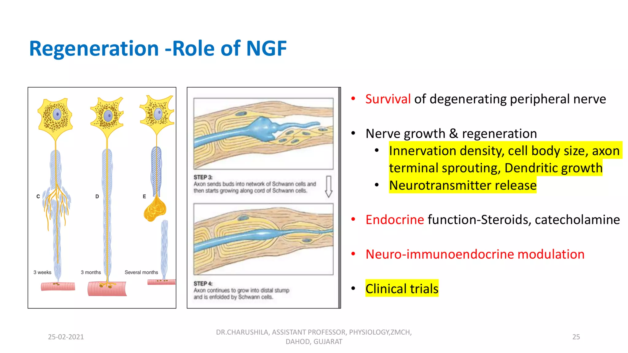 5.Degeneration & regeneration nerves | PDF
