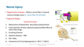 5.Degeneration & regeneration nerves | PDF