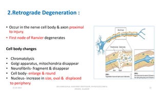 5.Degeneration & regeneration nerves | PPT