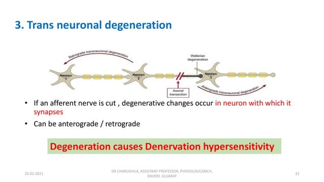 5.Degeneration & regeneration nerves | PDF