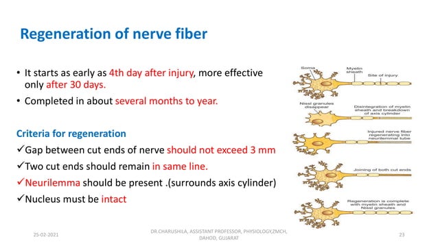 5.Degeneration & regeneration nerves | PPT