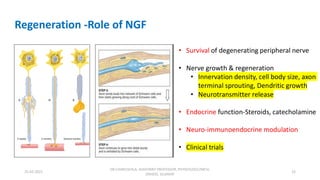 5.Degeneration & regeneration nerves | PPT