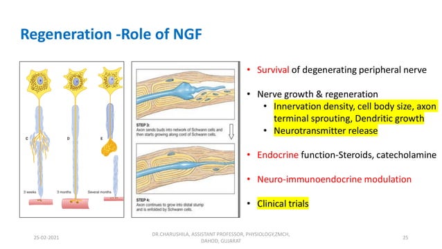 5.Degeneration & regeneration nerves | PDF
