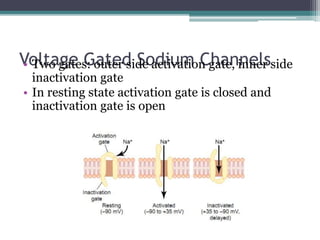 Action Potential | PPT