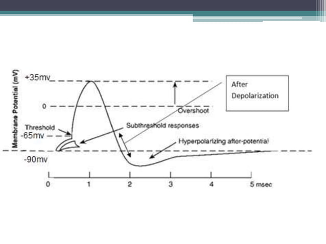 Action Potential | PPT