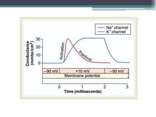 Action Potential | PPT