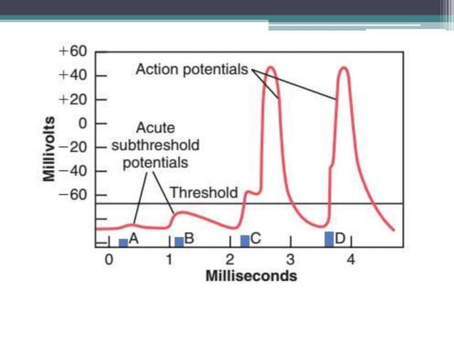 Action Potential | PPT