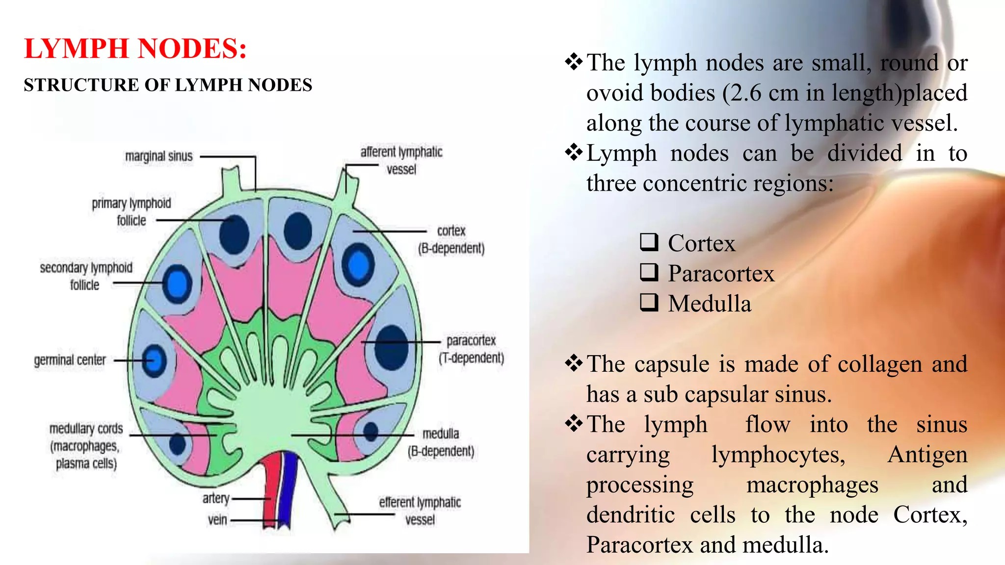 Secondary lymphoid organ | PPTX