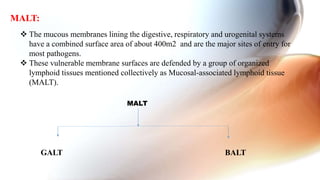 Secondary lymphoid organ | PPTX