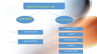 Secondary lymphoid organ | PPTX