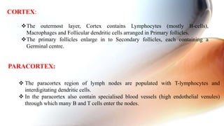 Secondary lymphoid organ | PPTX