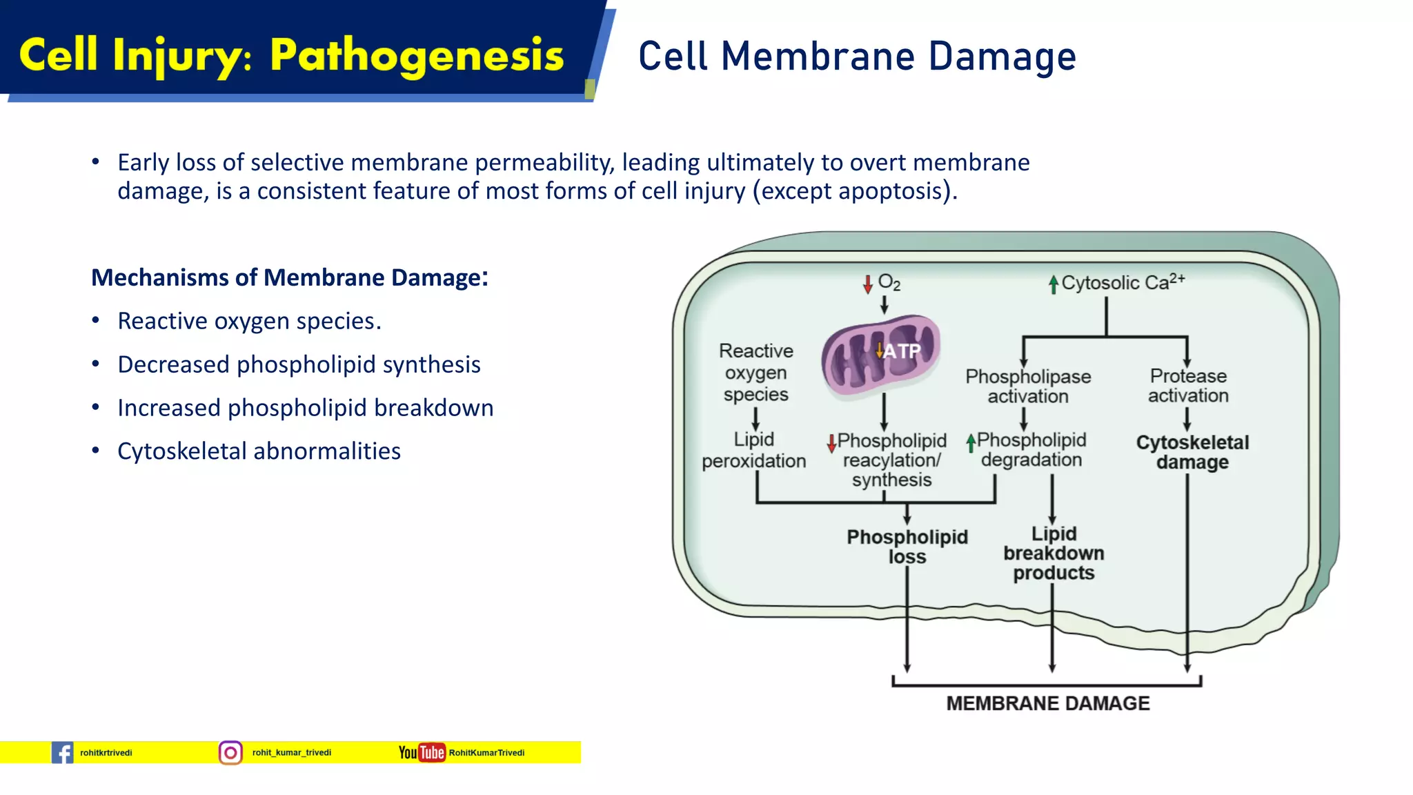 Pathogenesis of cell injury By Rohit Kumar Trivedi | PDF