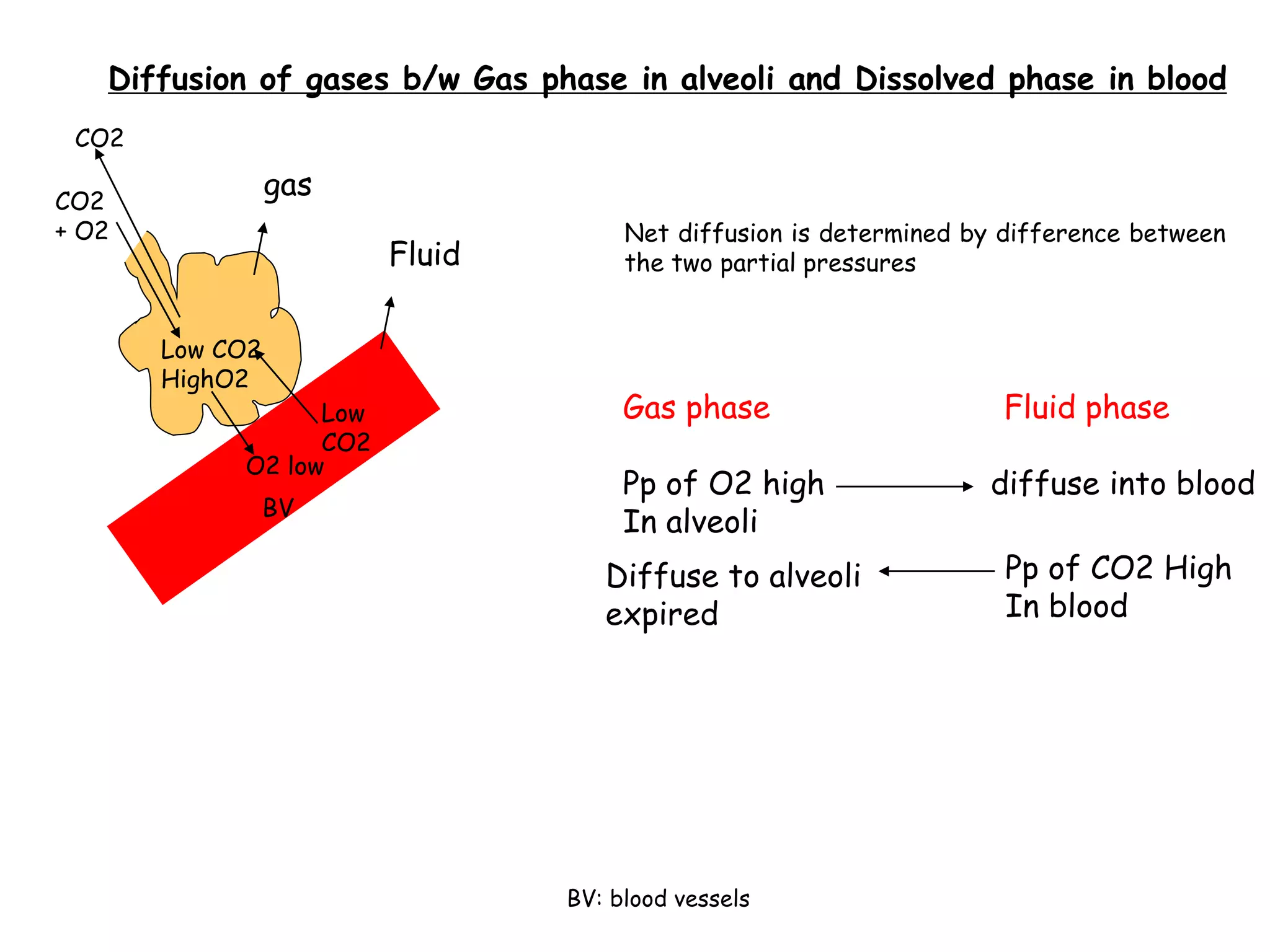 5. respiratory system | PPT