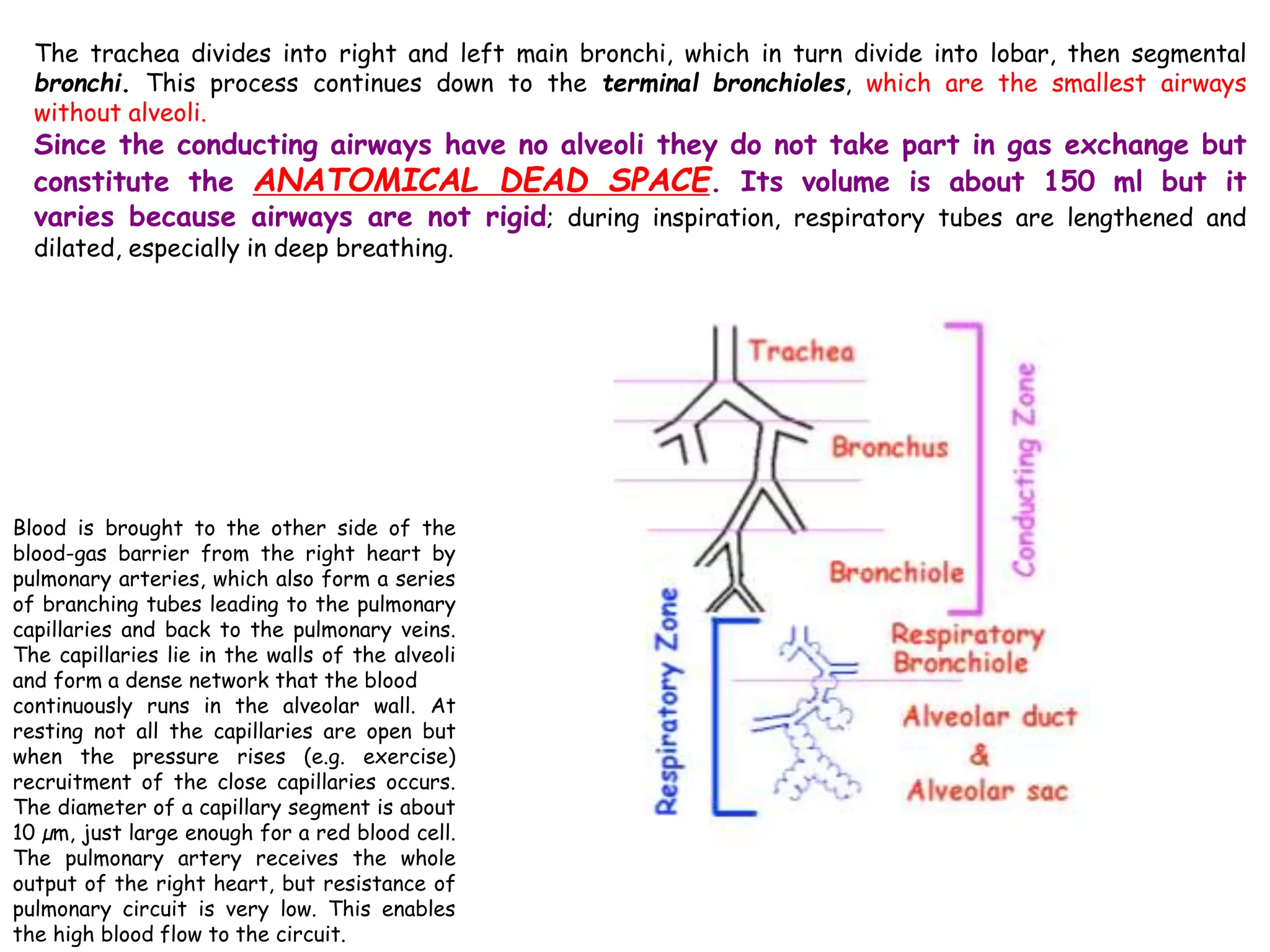 5. respiratory system | PPT