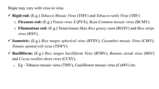 Properties of viruses | PDF