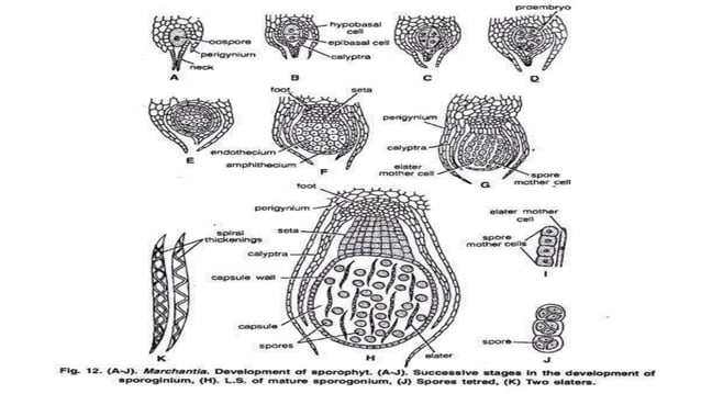 5. Sexual reproduction in marchantia | PPTX