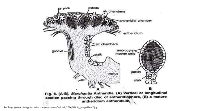 5. Sexual reproduction in marchantia | PPTX