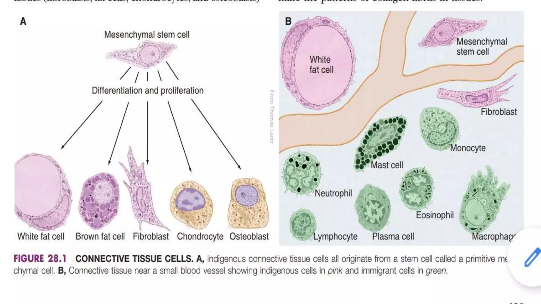 5 Cellular Adhesion And The Extracellular Matrix Ppt