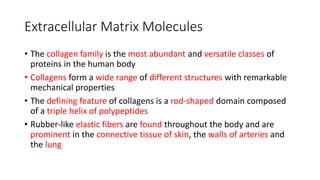 5. cellular adhesion and the extracellular matrix | PPTX
