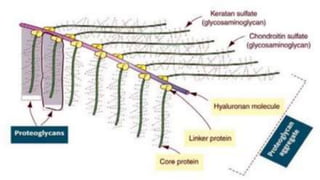 5. cellular adhesion and the extracellular matrix | PPTX