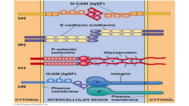 5. cellular adhesion and the extracellular matrix | PPT