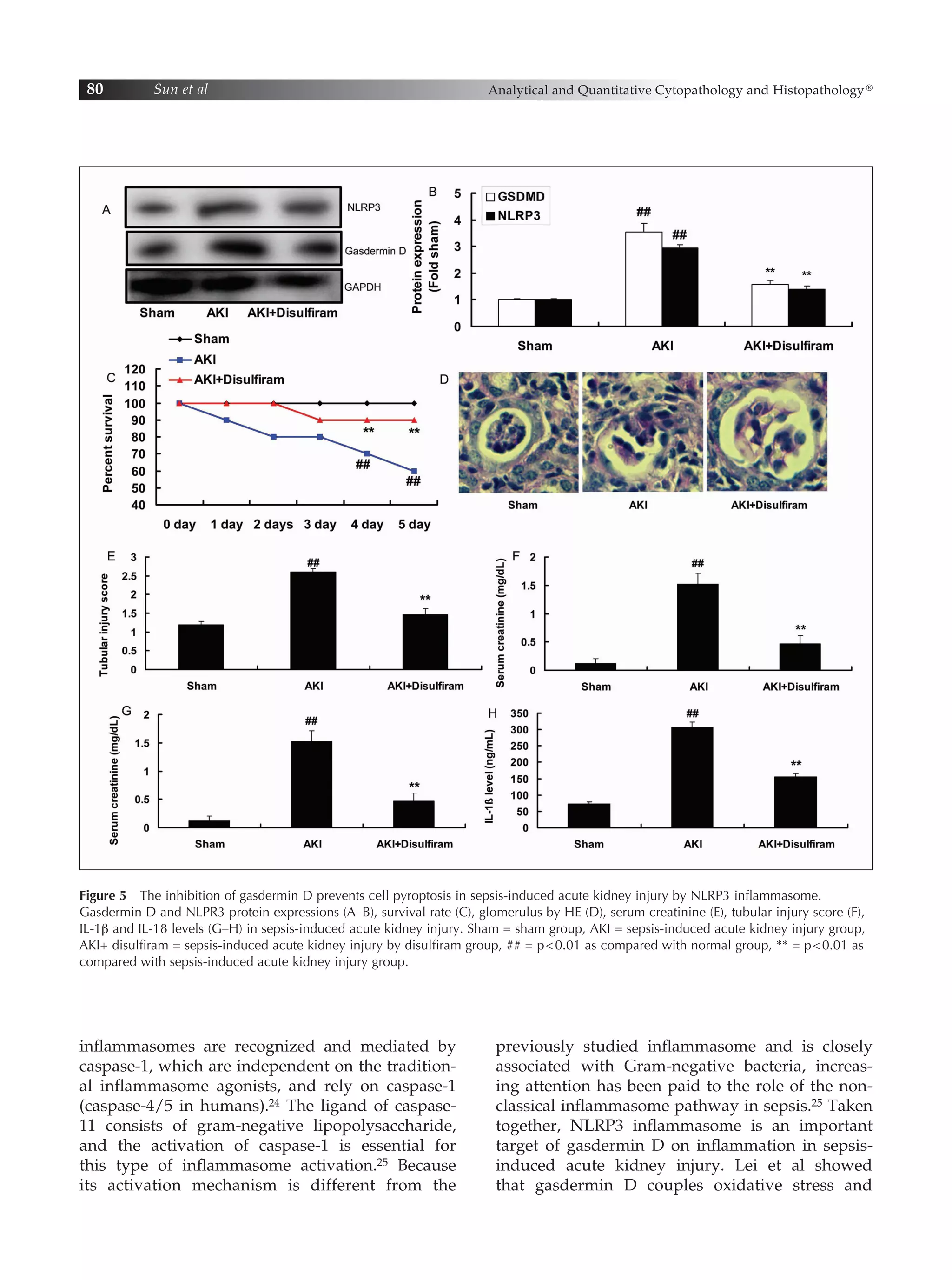 Gasdermin D Open Sepsis-Induced Acute Kidney Injury via Cell Pyroptosis ...