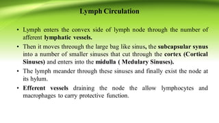 5. lymphatic system | PDF | Ear, Nose and Throat Conditions | Diseases ...