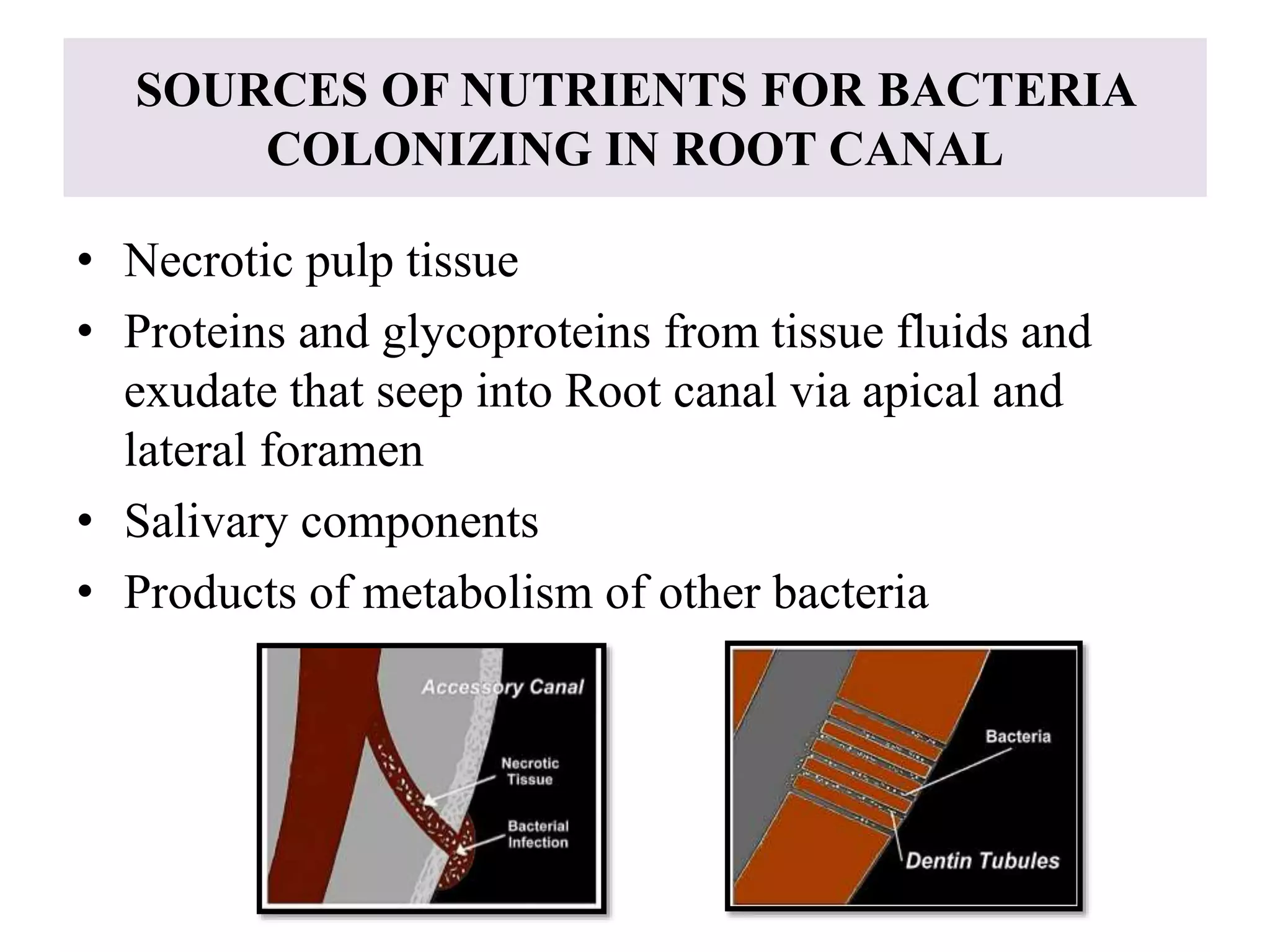Endodontic Microflora | PPTX