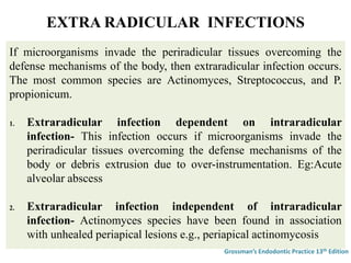 Endodontic Microflora | PPTX