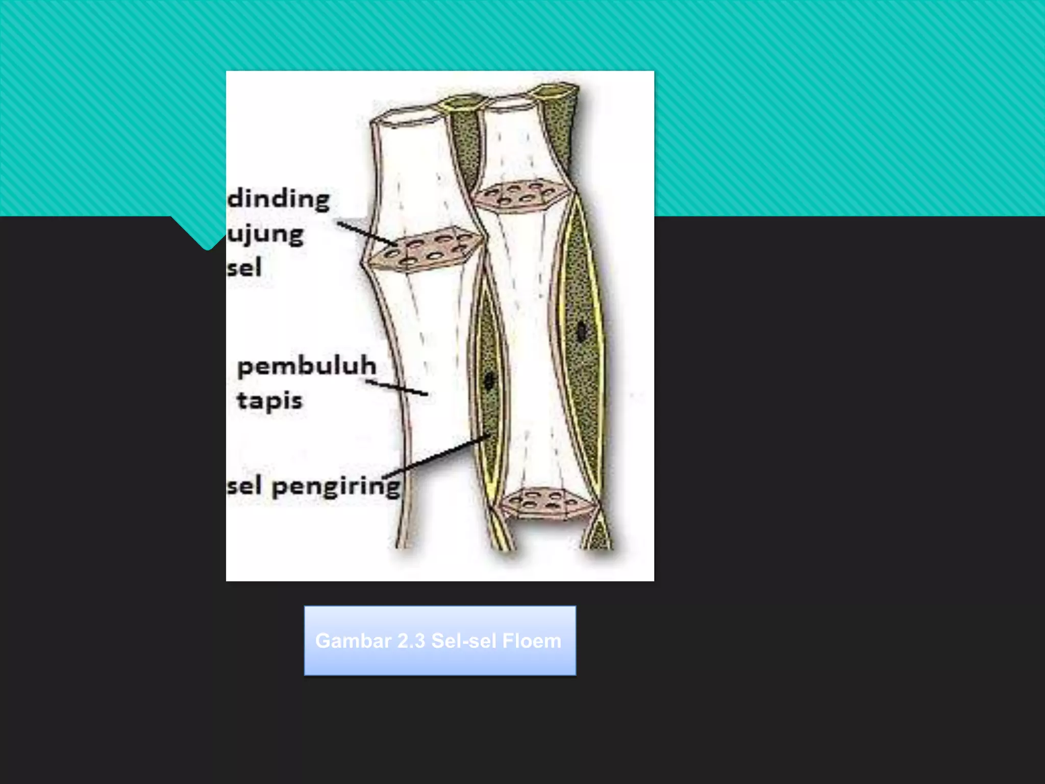 5.struktur dan fungsi_jaringan_tumbuhan. | PPT