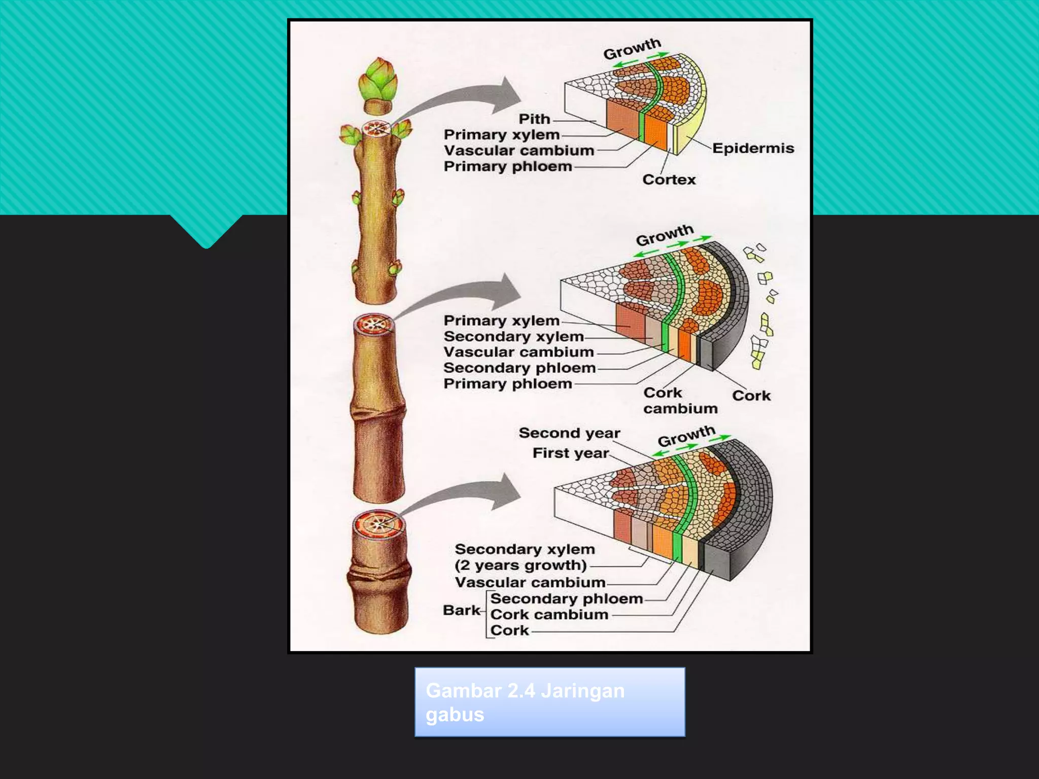 5.struktur dan fungsi_jaringan_tumbuhan. | PPT