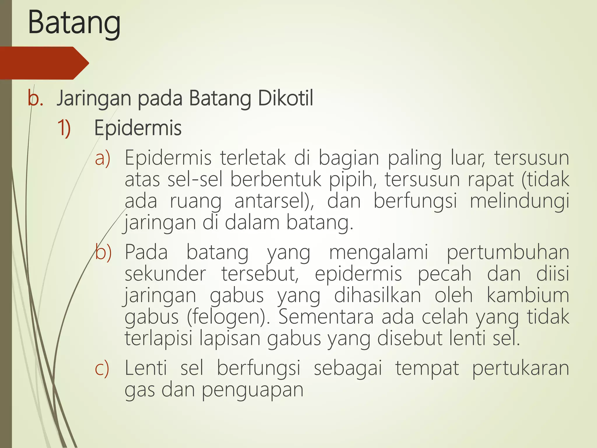 5.struktur dan fungsi_jaringan_tumbuhan. | PPT