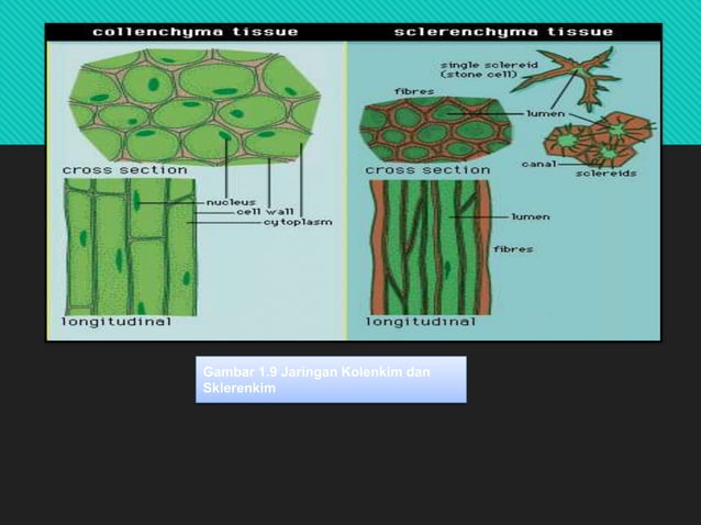5.struktur dan fungsi_jaringan_tumbuhan. | PPT