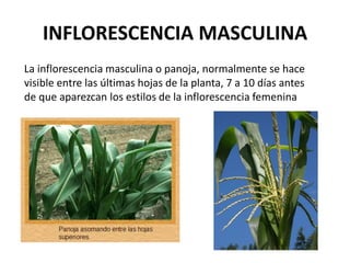 5.1. Fisiologia del.maiz. Parte 2.pdf