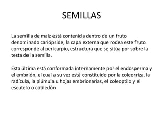 5.1. Fisiologia del.maiz. Parte 2.pdf