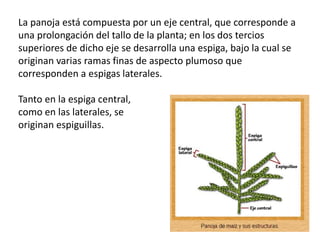 5.1. Fisiologia del.maiz. Parte 2.pdf