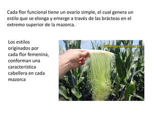 5.1. Fisiologia del.maiz. Parte 2.pdf