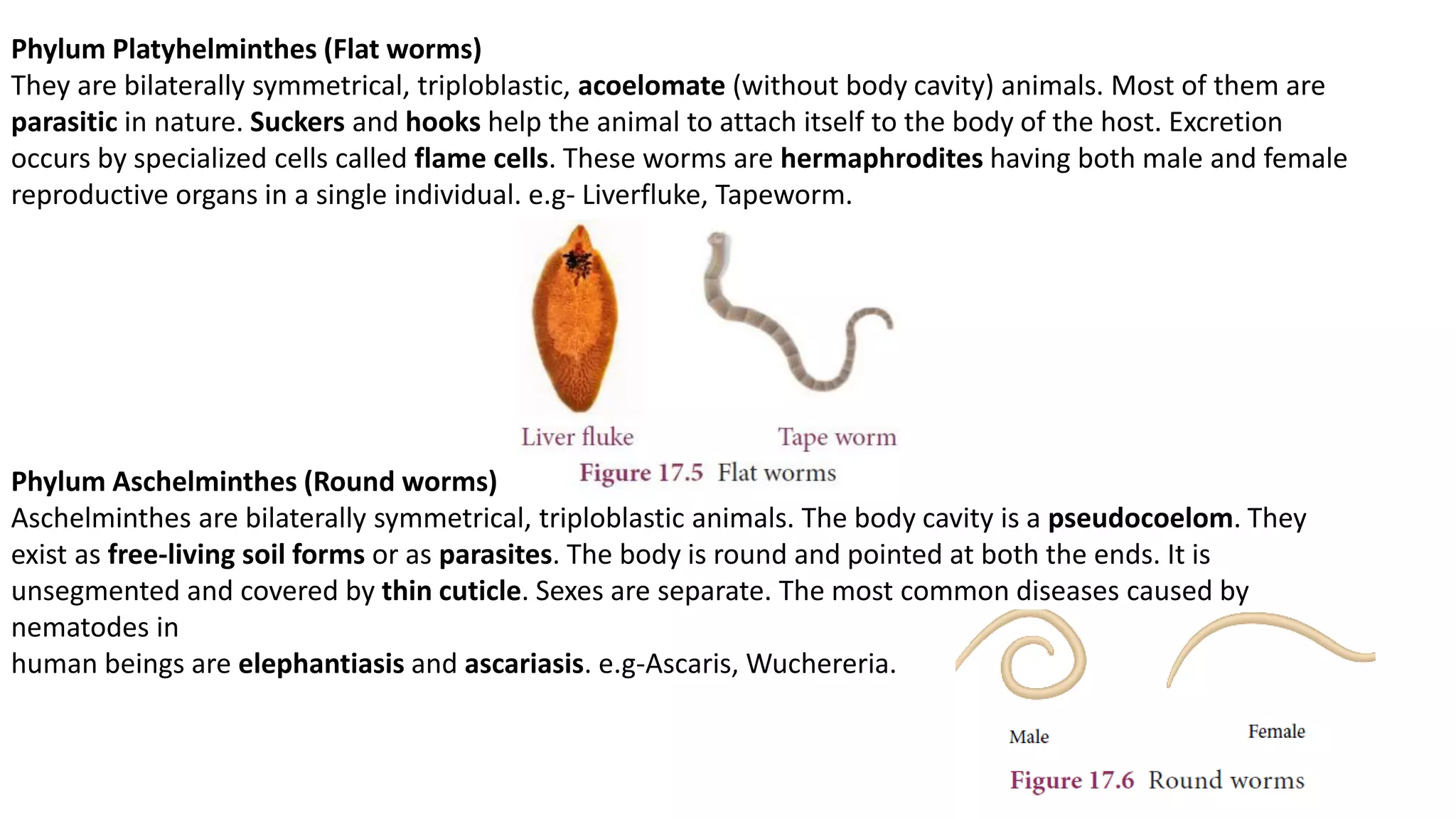 Animal kingdom by BNP | PDF