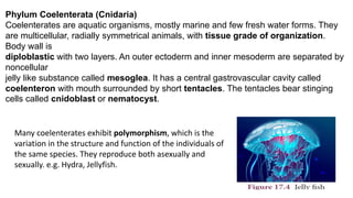 Animal kingdom by BNP | PDF