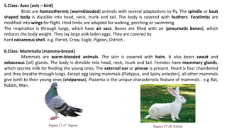 Animal kingdom by BNP | PDF